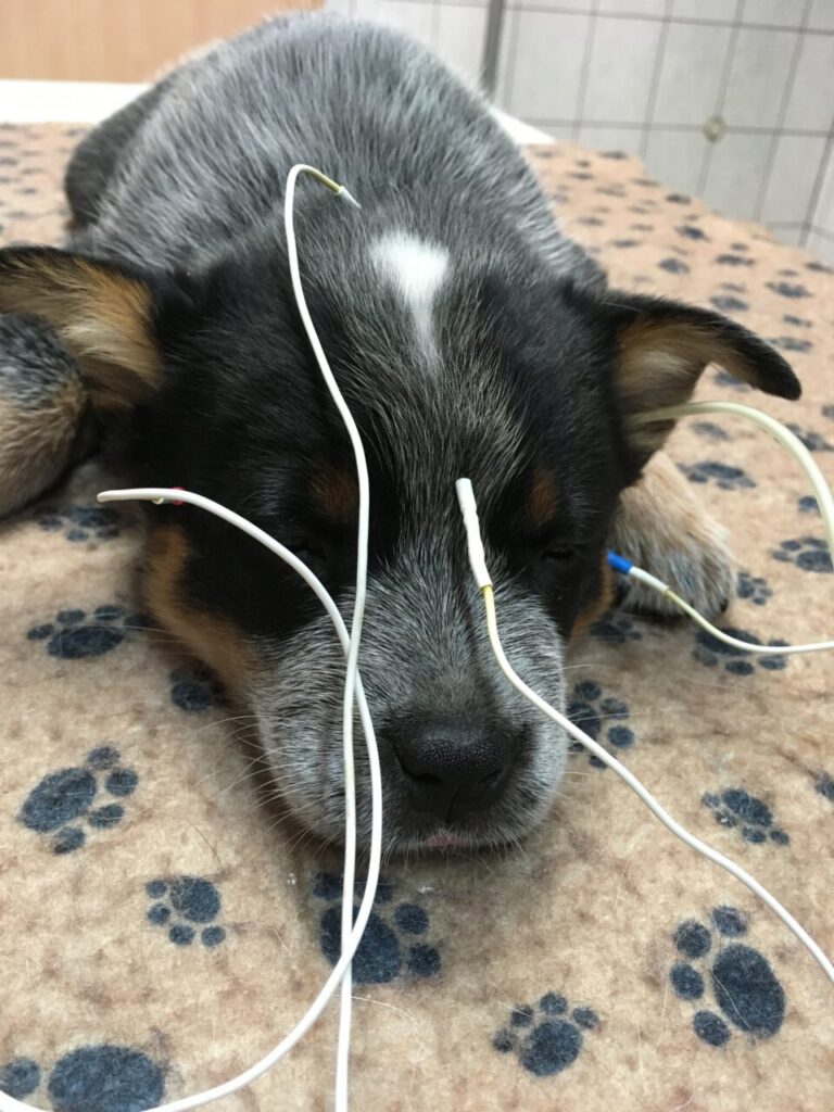 Audiometrie | TagesKlinik Jekel - Alle(s) für Ihr Tier.